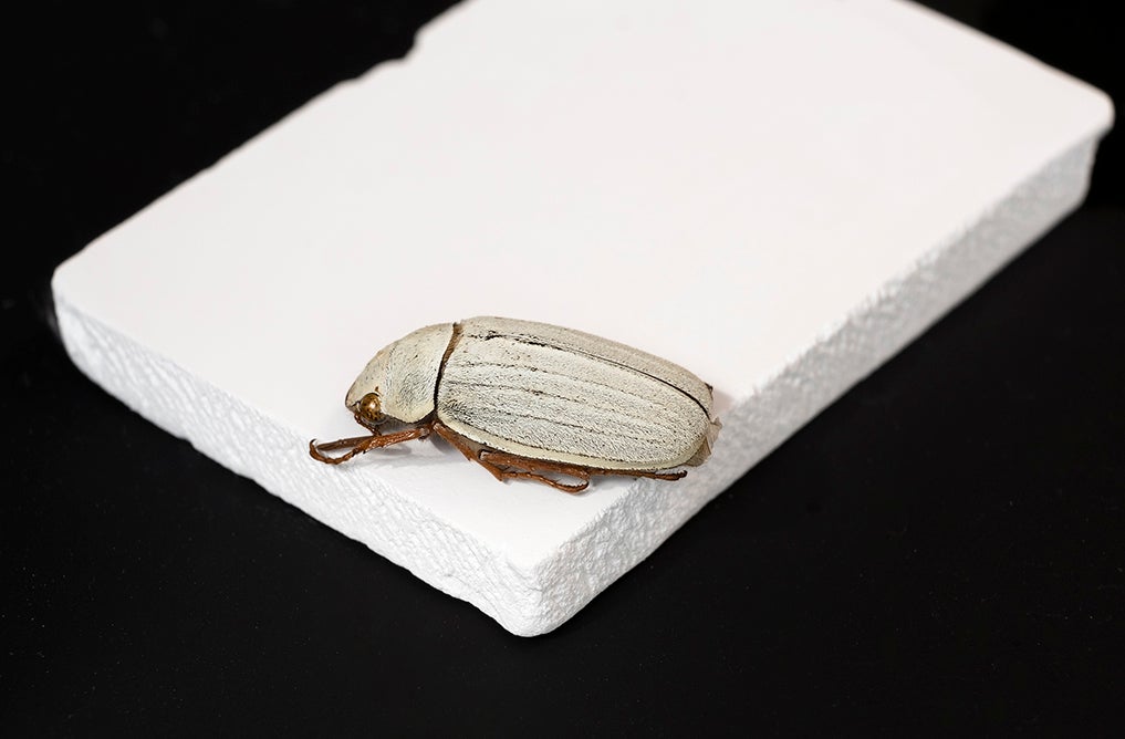 Cyphochilus beetle | MLTSHP