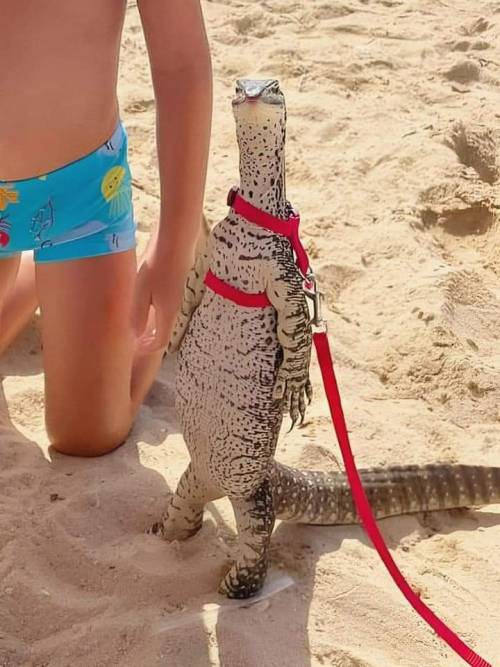 "I'm just not sure, Steve, it seems like a good time, but I have my reservations." | MLTSHP