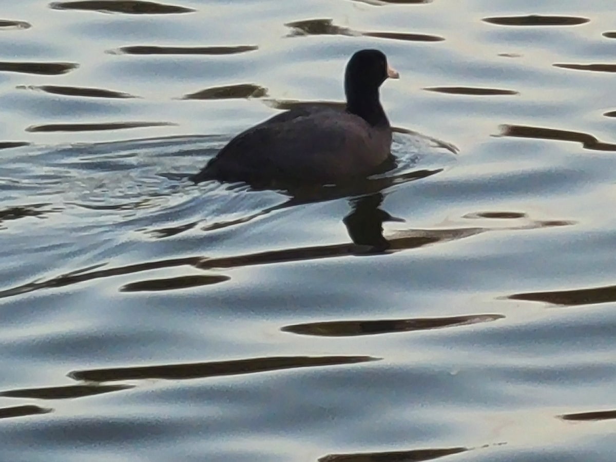 Black Duck, Black Wavelets | MLTSHP