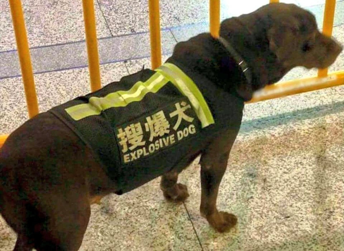 explosive dog | MLTSHP