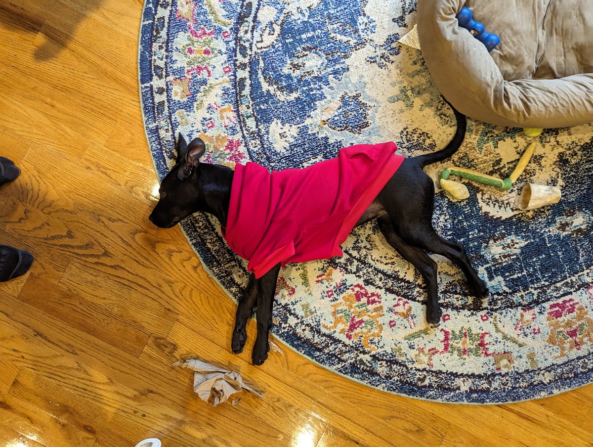 Tired puppy | MLTSHP