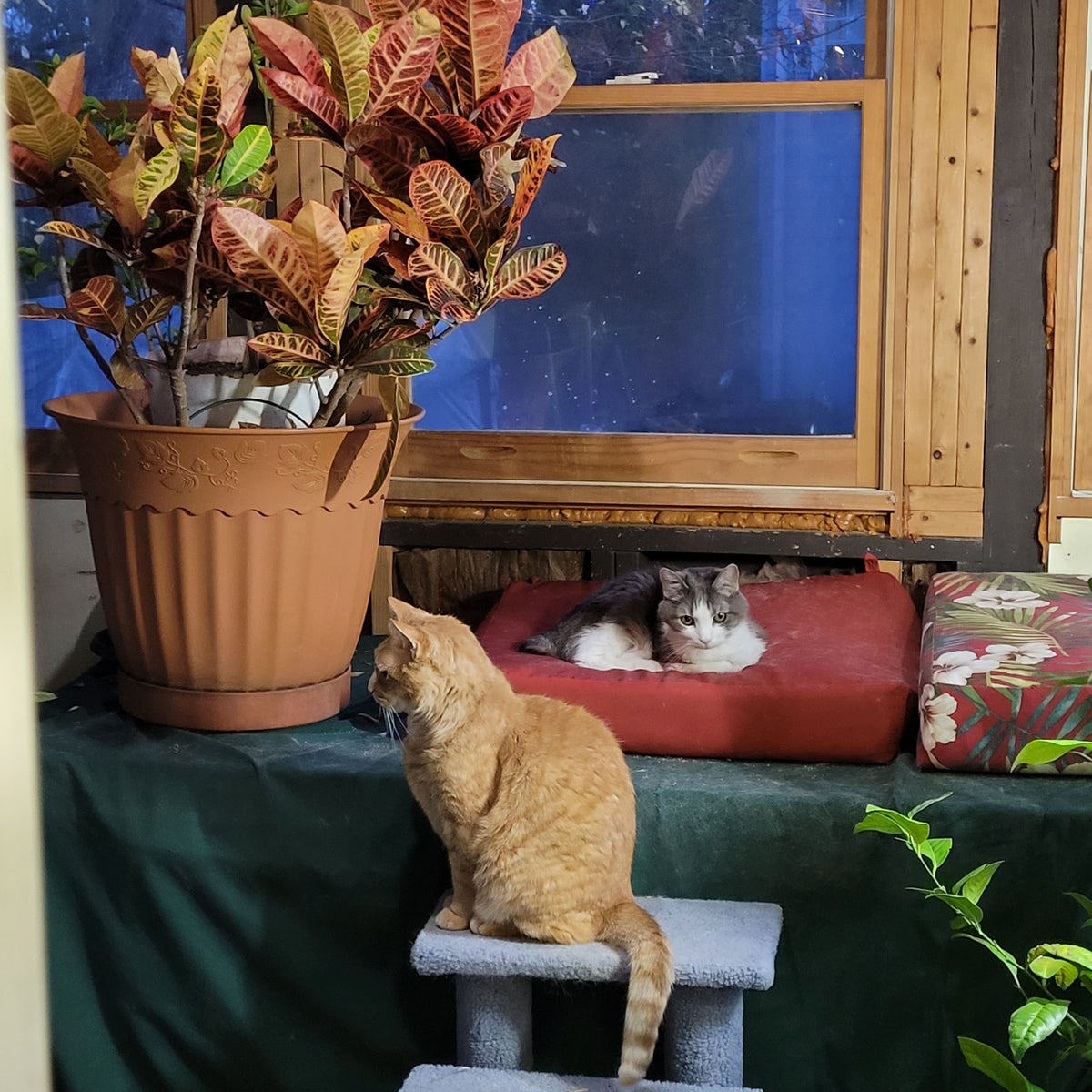 The boys on a December night | MLTSHP