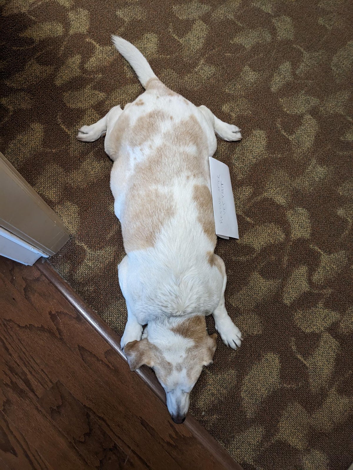 I wanna be sedated | MLTSHP