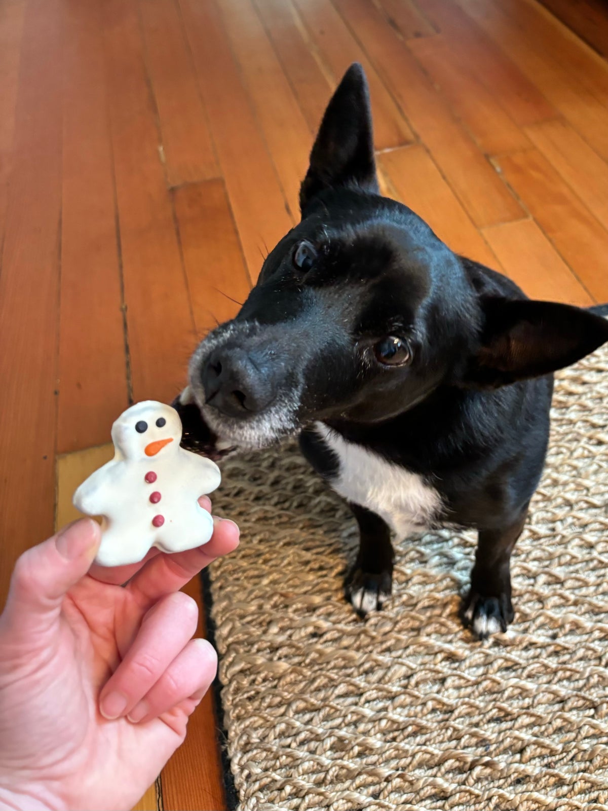 Getting into the Hudsmas spirit | MLTSHP