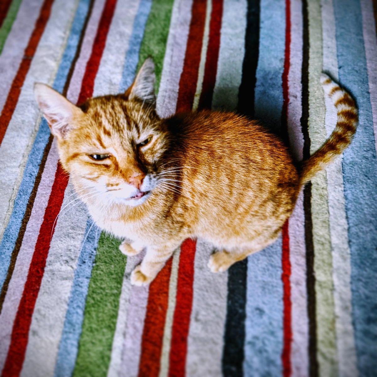 Ginger, gone some 6 months now | MLTSHP