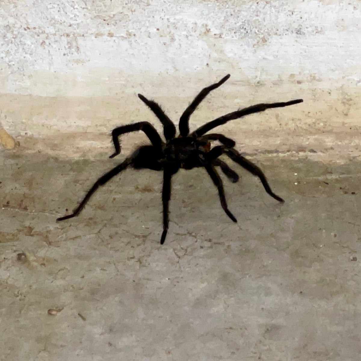 Had a neighbor stop by for drinks last night… | MLTSHP