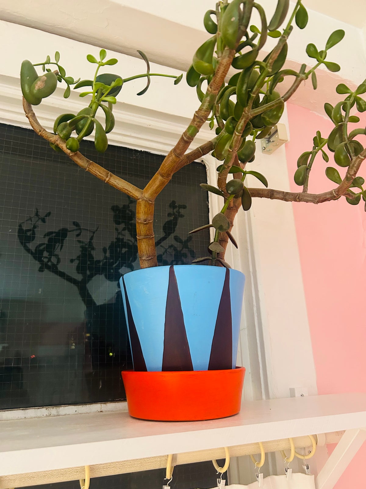 IMG_2665.jpeg | MLTSHP