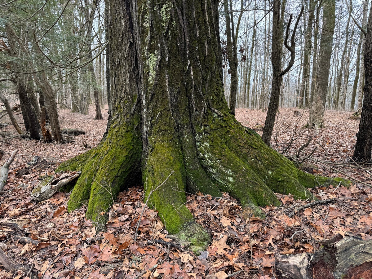 I am inordinately fond of this tree trunk | MLTSHP