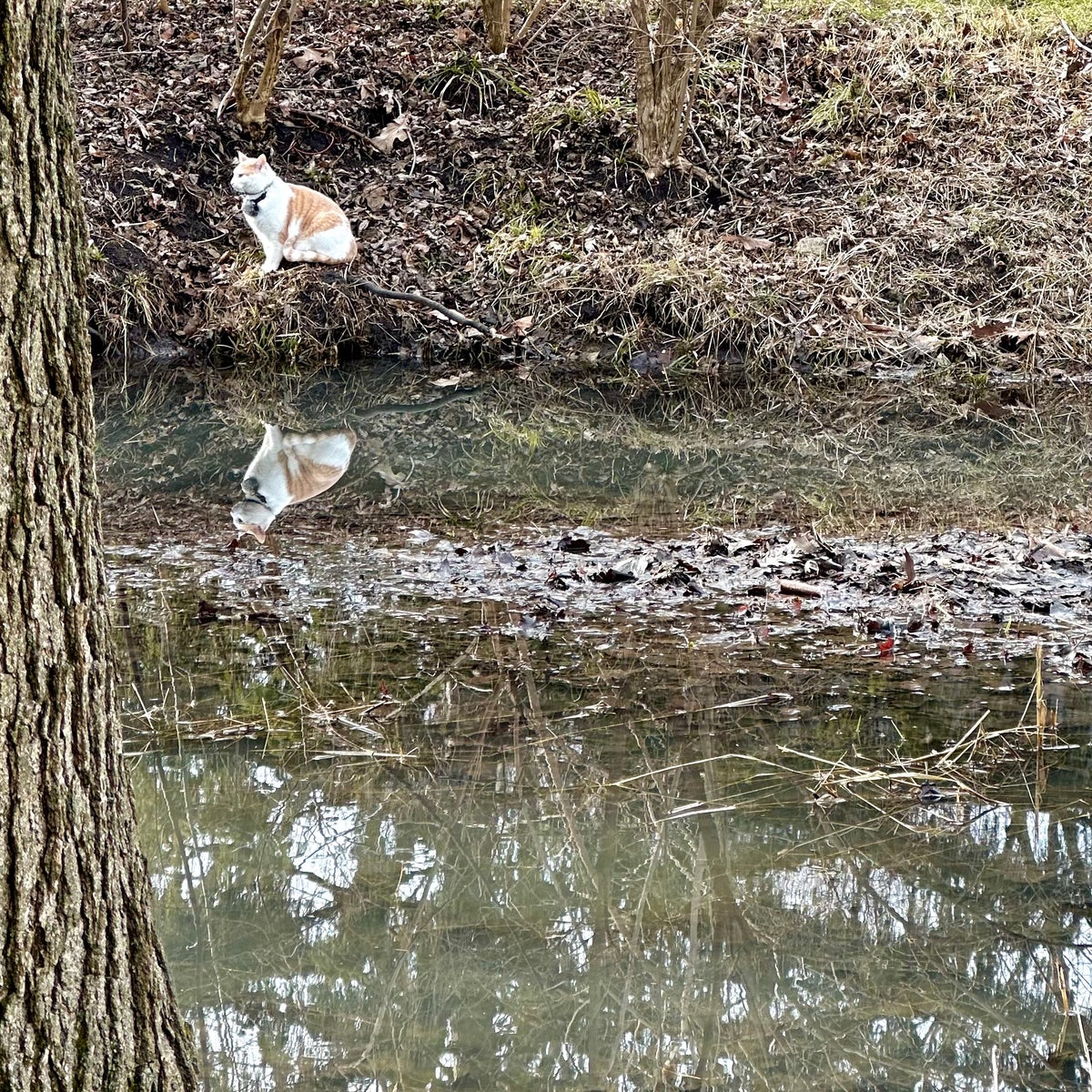 just thinking cat thoughts | MLTSHP