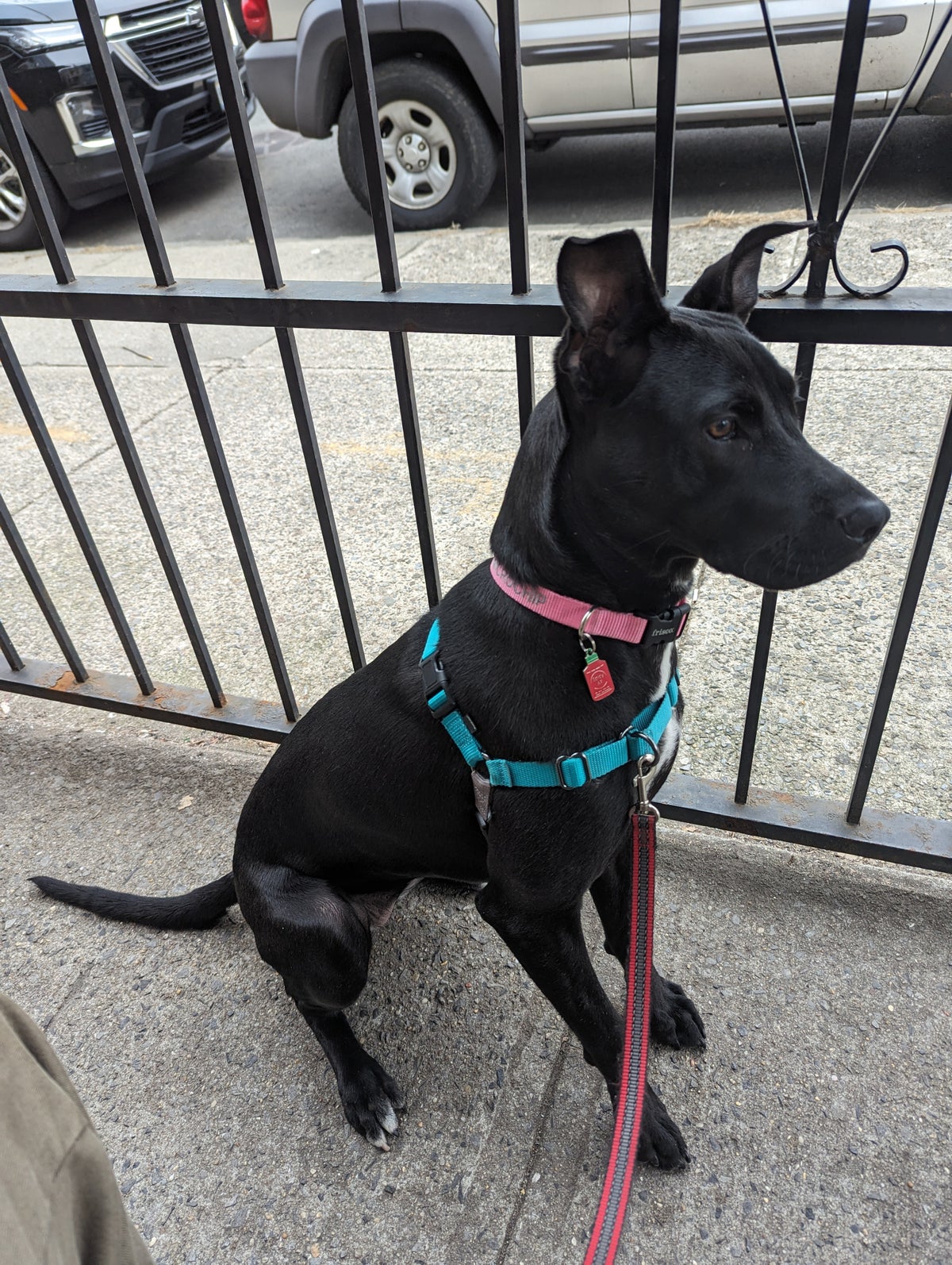 Blixa being impatient | MLTSHP