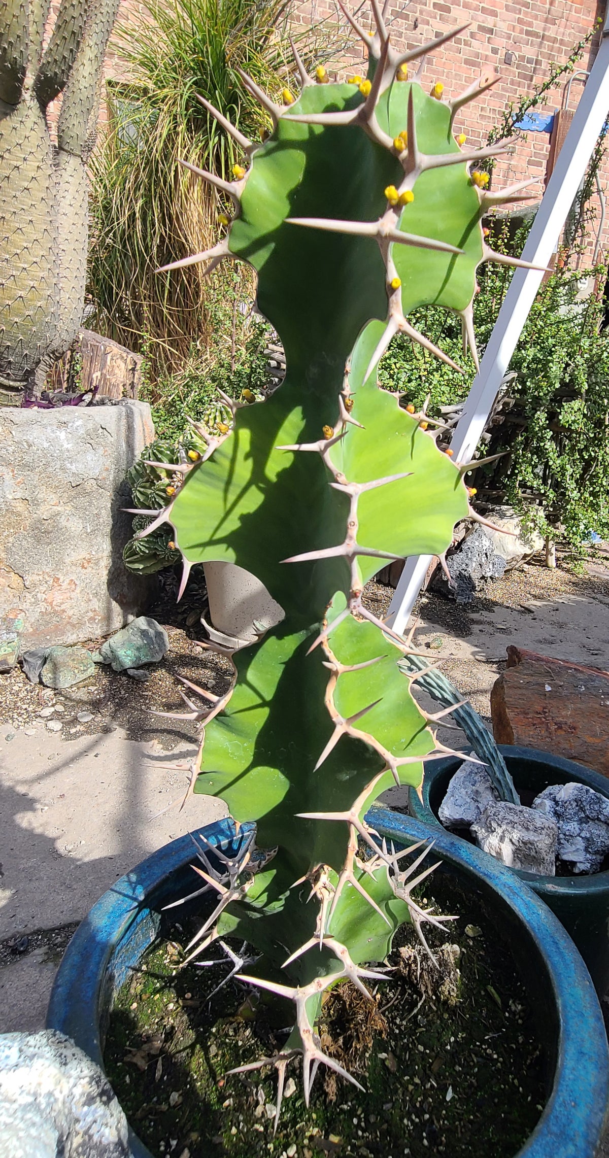 Weapons Grade Cactus | MLTSHP