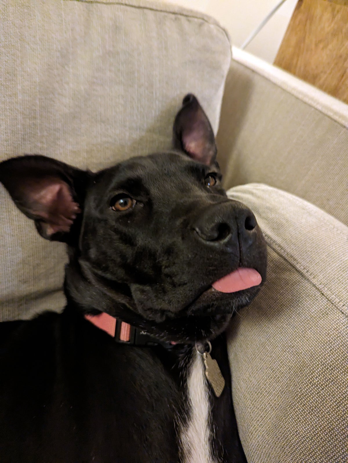 blep | MLTSHP