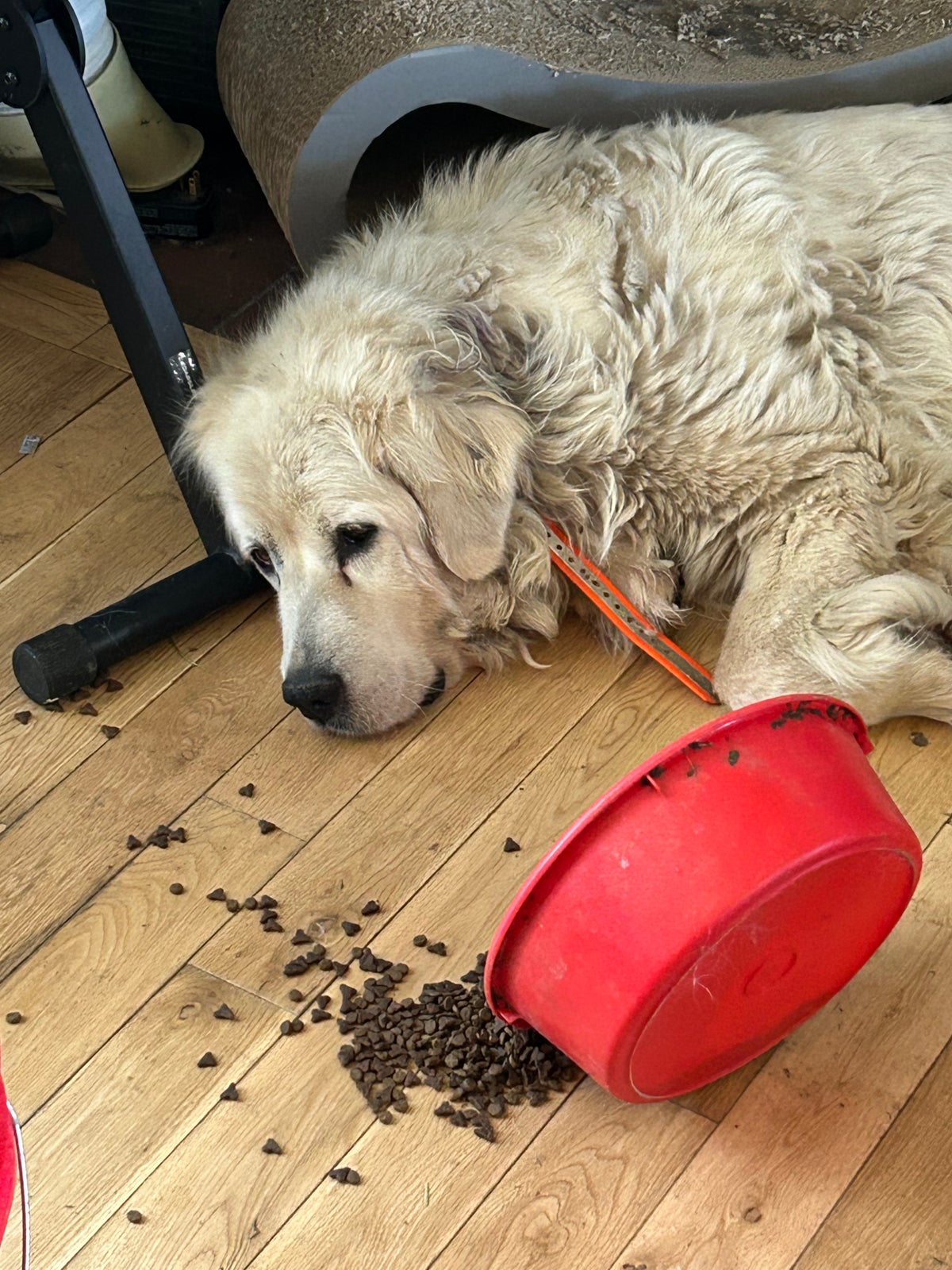 The Tragic Cost of Dog Food Addiction | MLTSHP