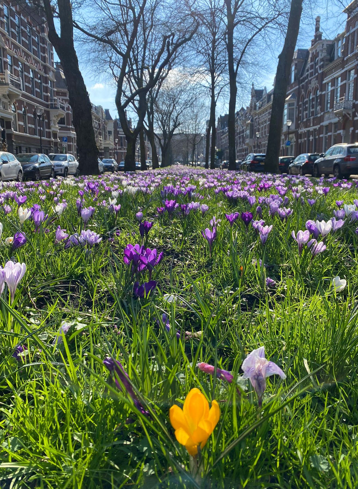 Spring has sprung | MLTSHP