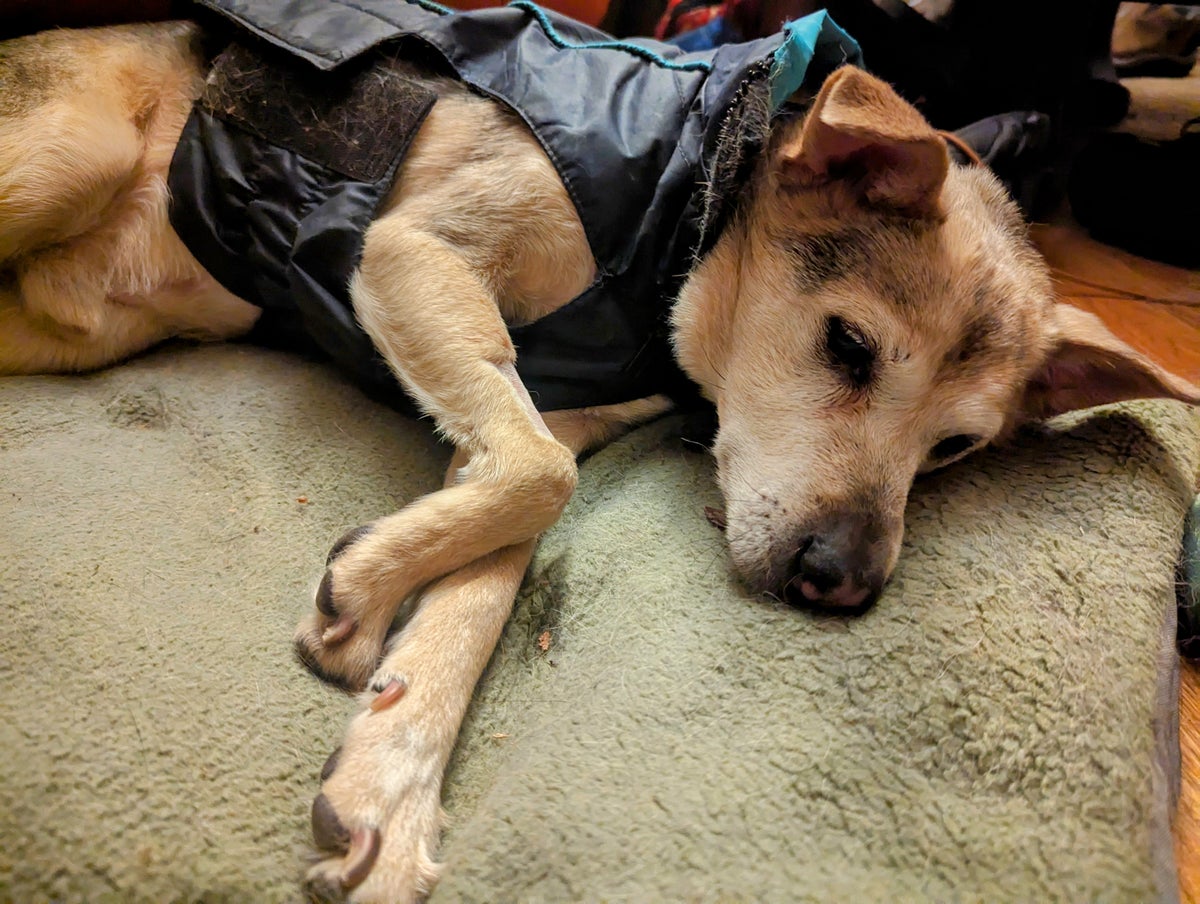 Donald's Terrible, Horrible, No Good, Very Bad Day | MLTSHP