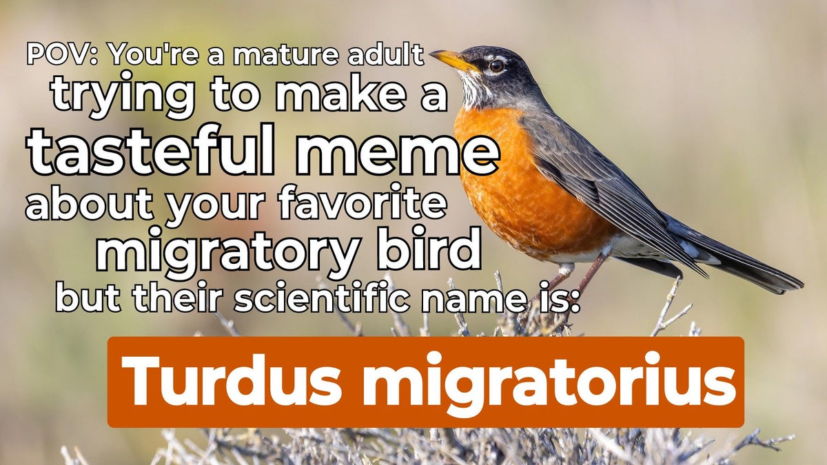 I saw the first spring . . . . oh | MLTSHP