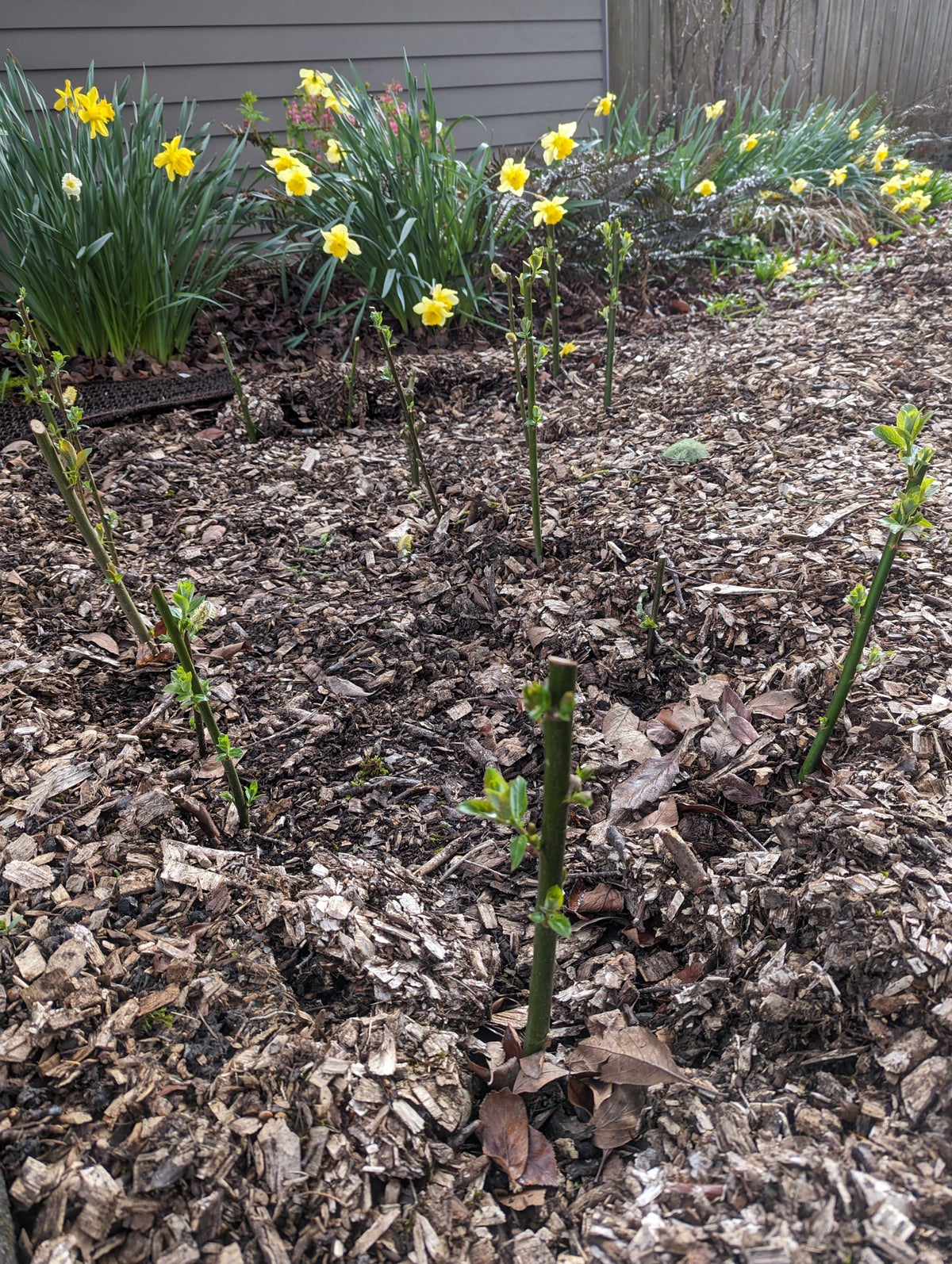 Growing a bench | MLTSHP