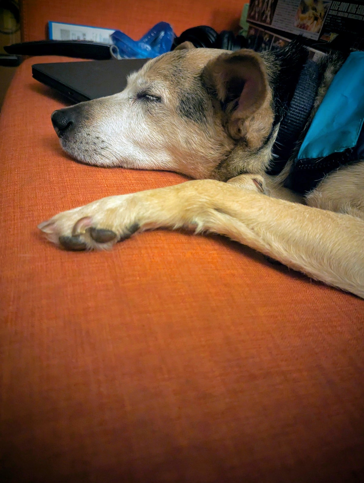 On the Mend | MLTSHP