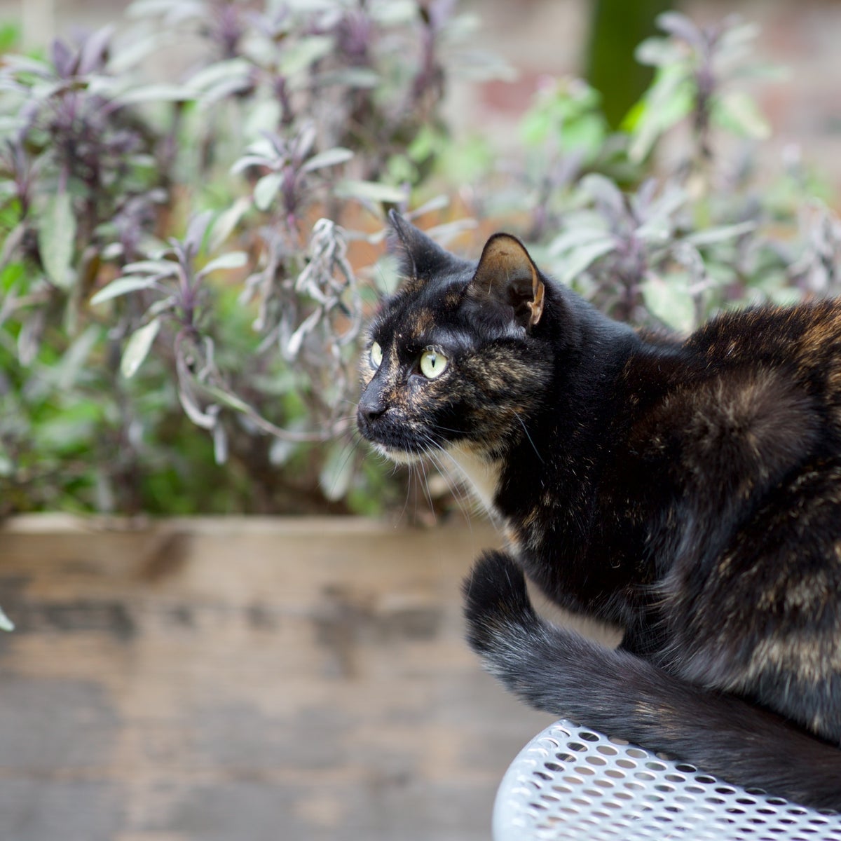 Gracie by the Herb Garden | MLTSHP