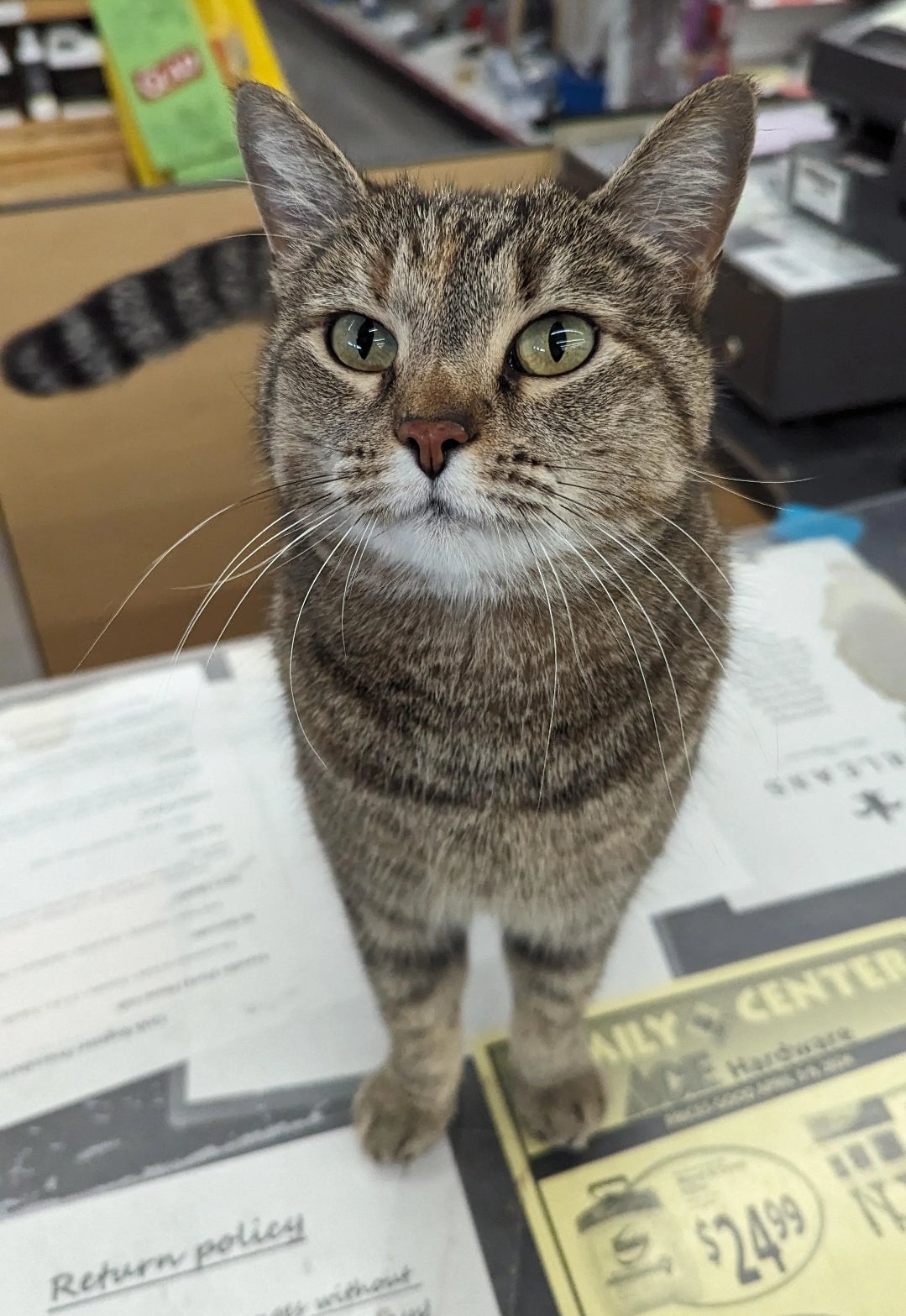 "Our resident hardware store mouser" | MLTSHP