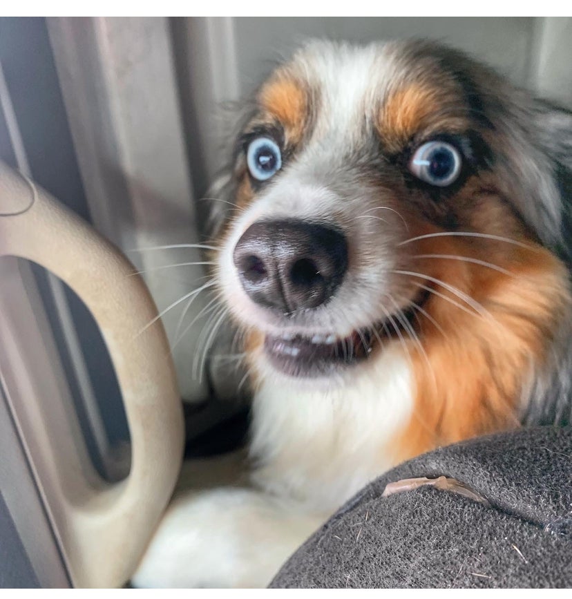 GoodBoy Blue | MLTSHP