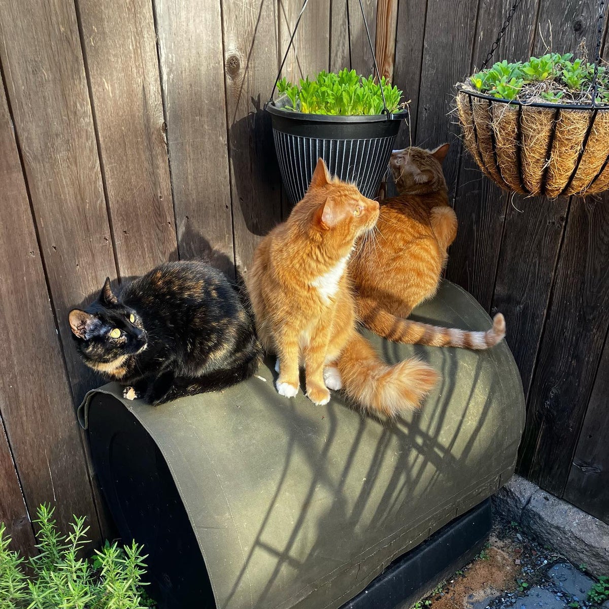 Grace, Horatio, and Æthelred in a rare demonstration of unity | MLTSHP