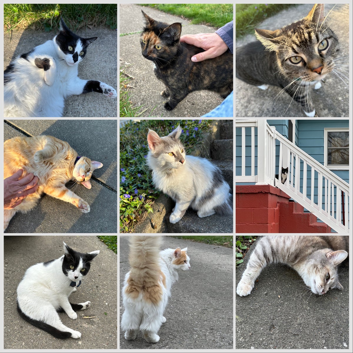 outdoor cat status, april 2024 | MLTSHP