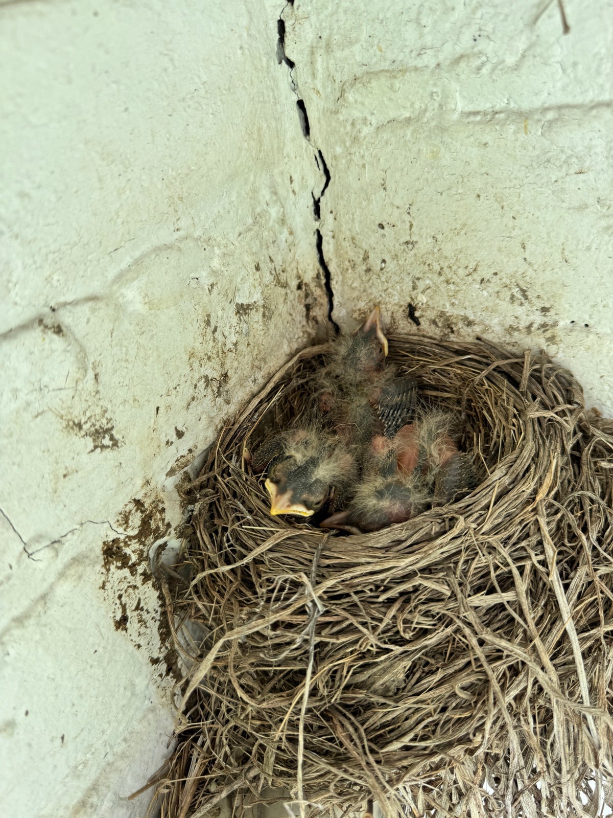 Spring update 2 | MLTSHP