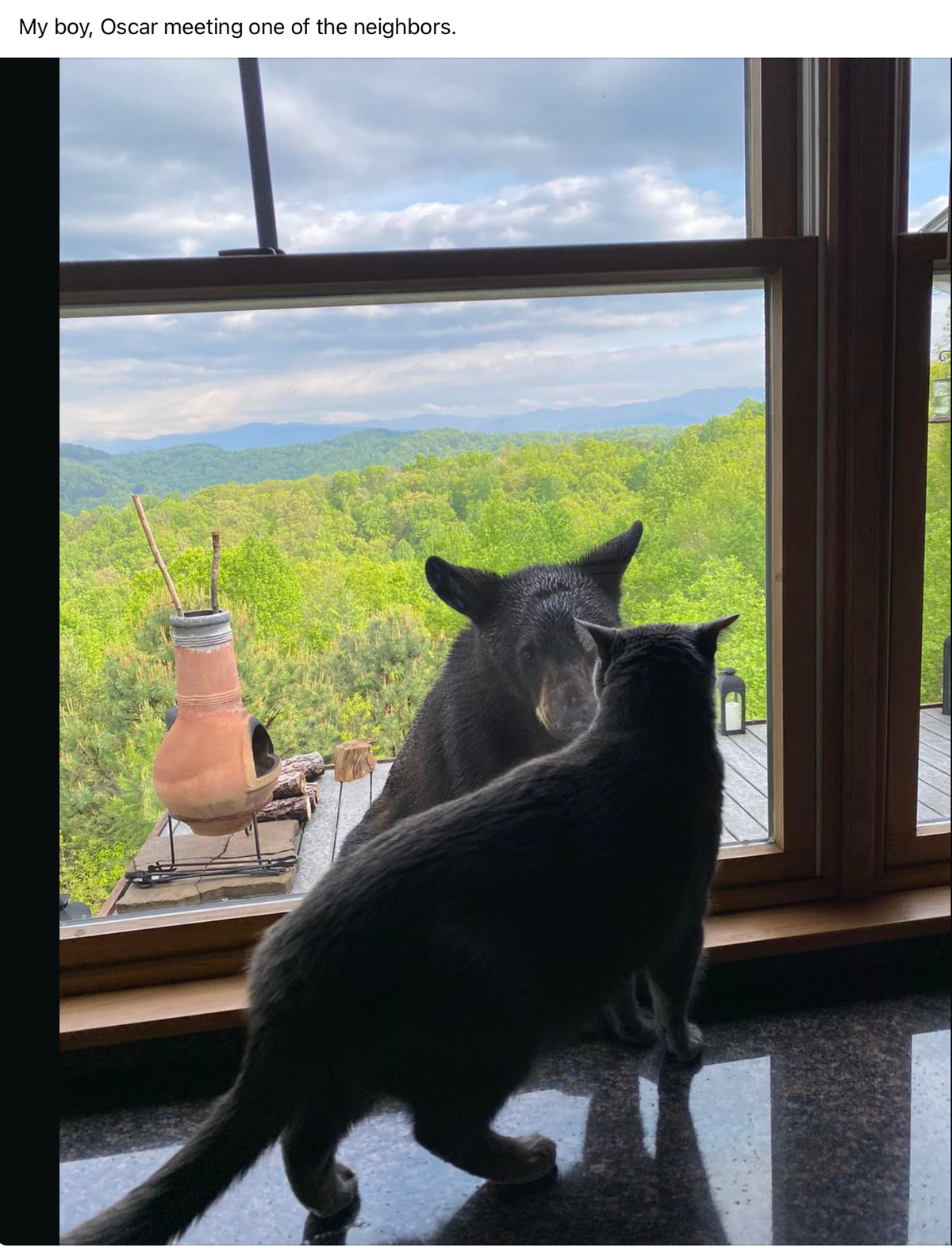 Bearplane ears | MLTSHP