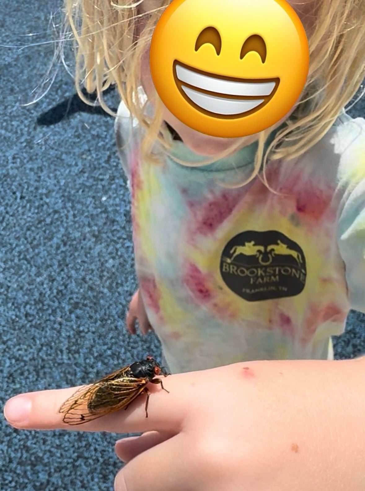 Li’l Cicada friends | MLTSHP