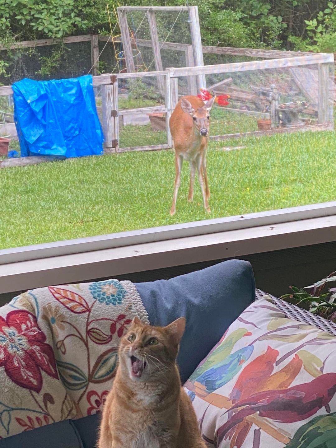 MAAAA! theres a deer in the yard! | MLTSHP