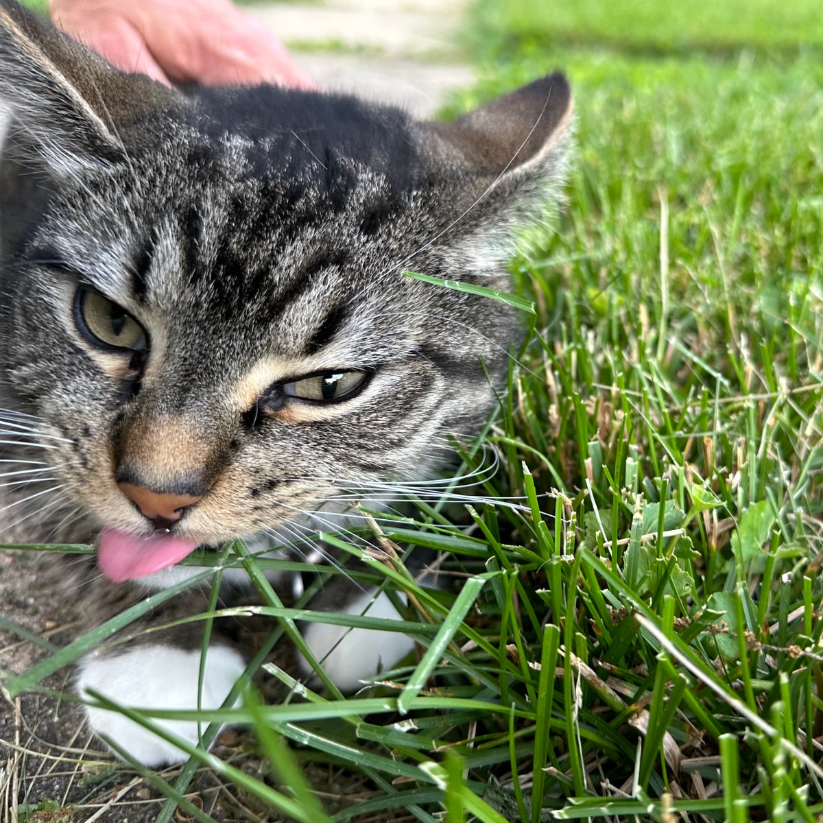 outdoor cat status, 5-23-24 | MLTSHP