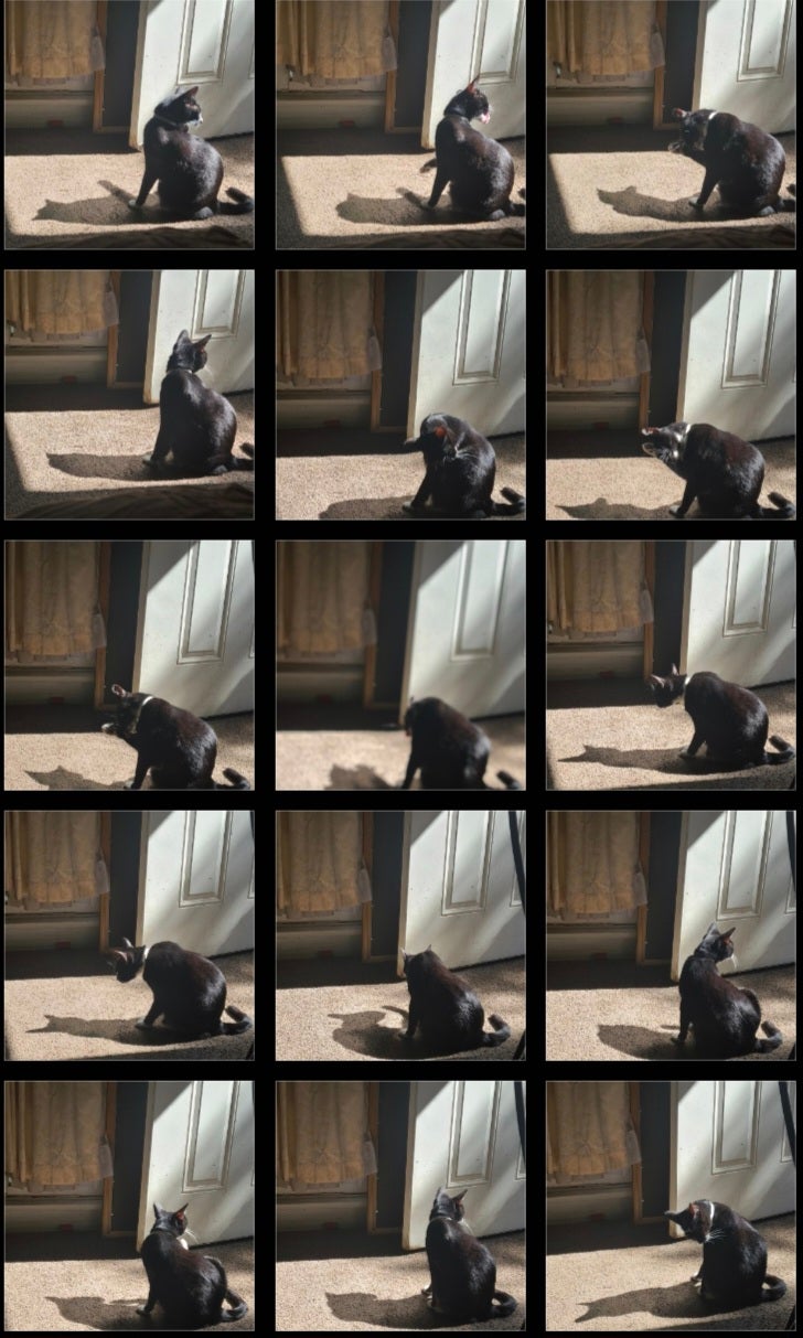 My Cat And Shadows | MLTSHP