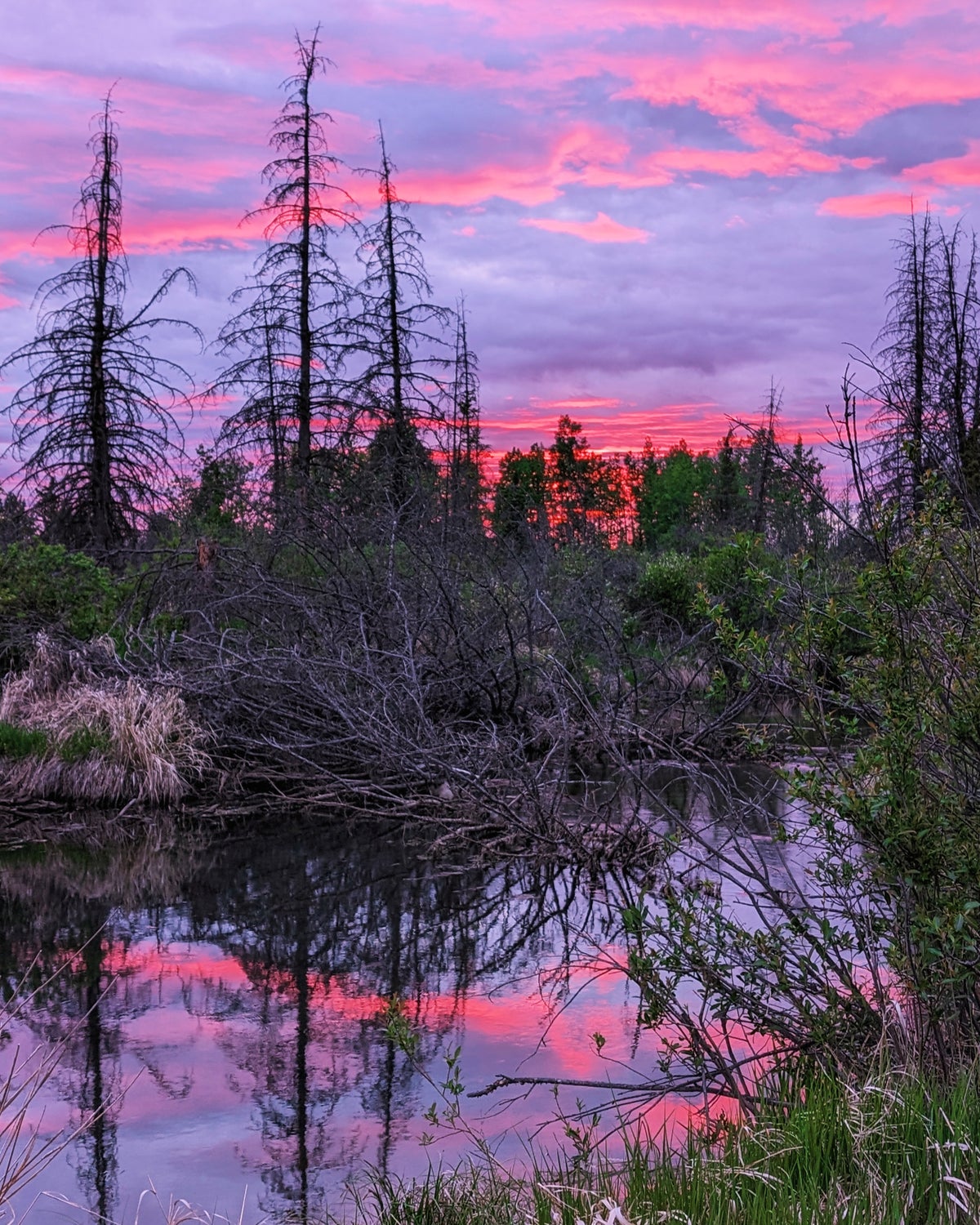 in da swamp | MLTSHP