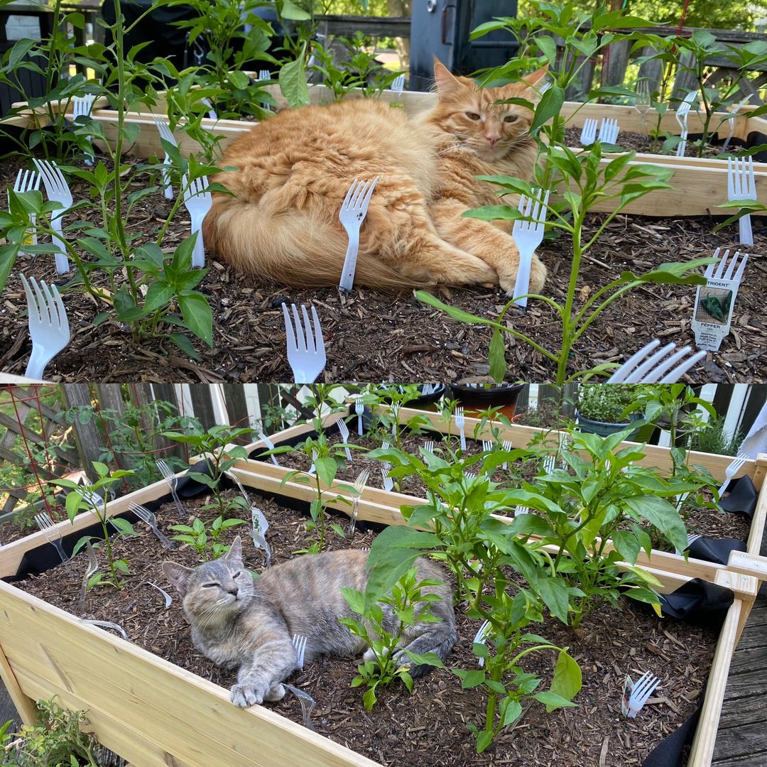 Using plastic forks to keep cats out of the garden | MLTSHP