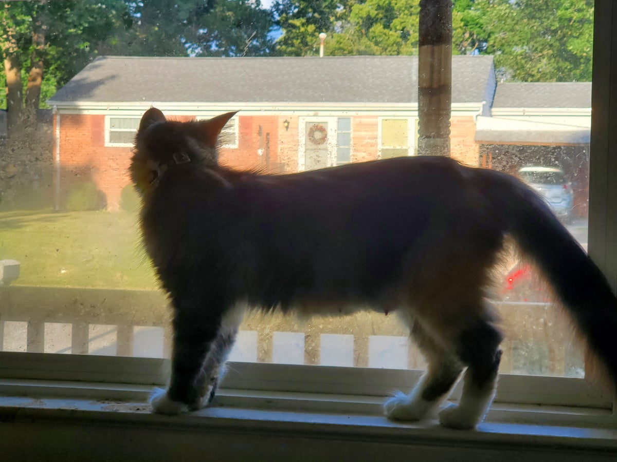 The Kitten Update | MLTSHP