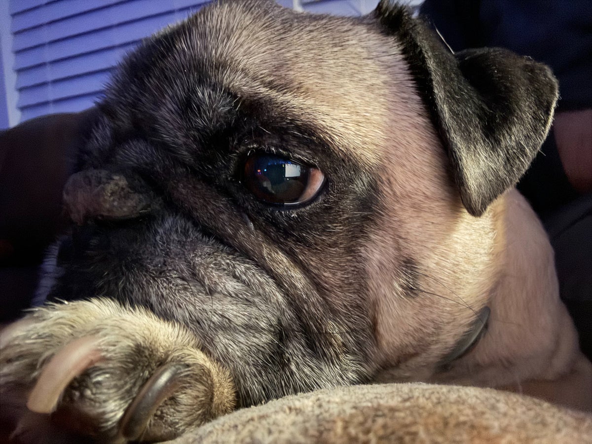 Goodbye, Mr. Beeps | MLTSHP