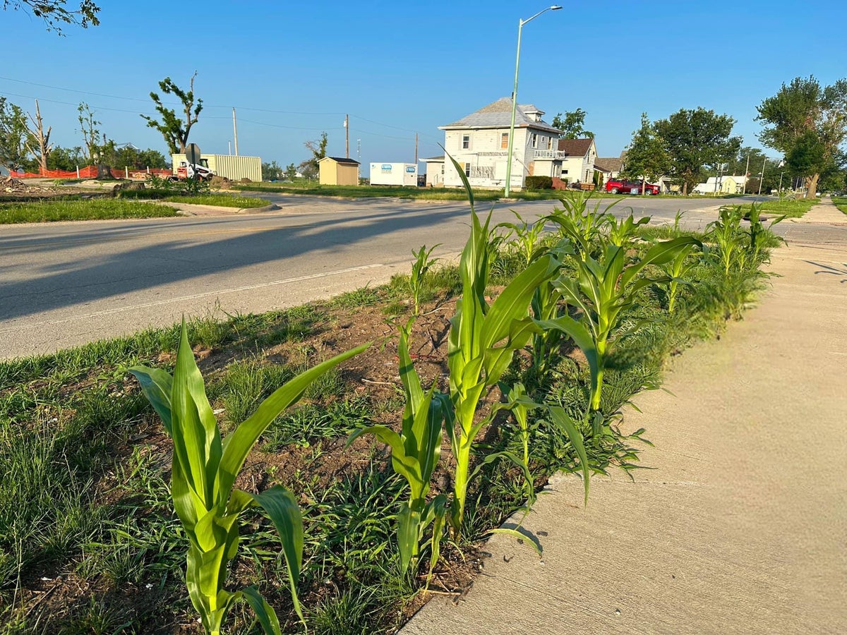 Corn growing in tornado damage path in Greenfield, Iowa | MLTSHP