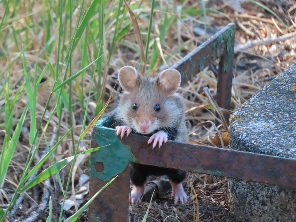 baby European Field Hamster | MLTSHP