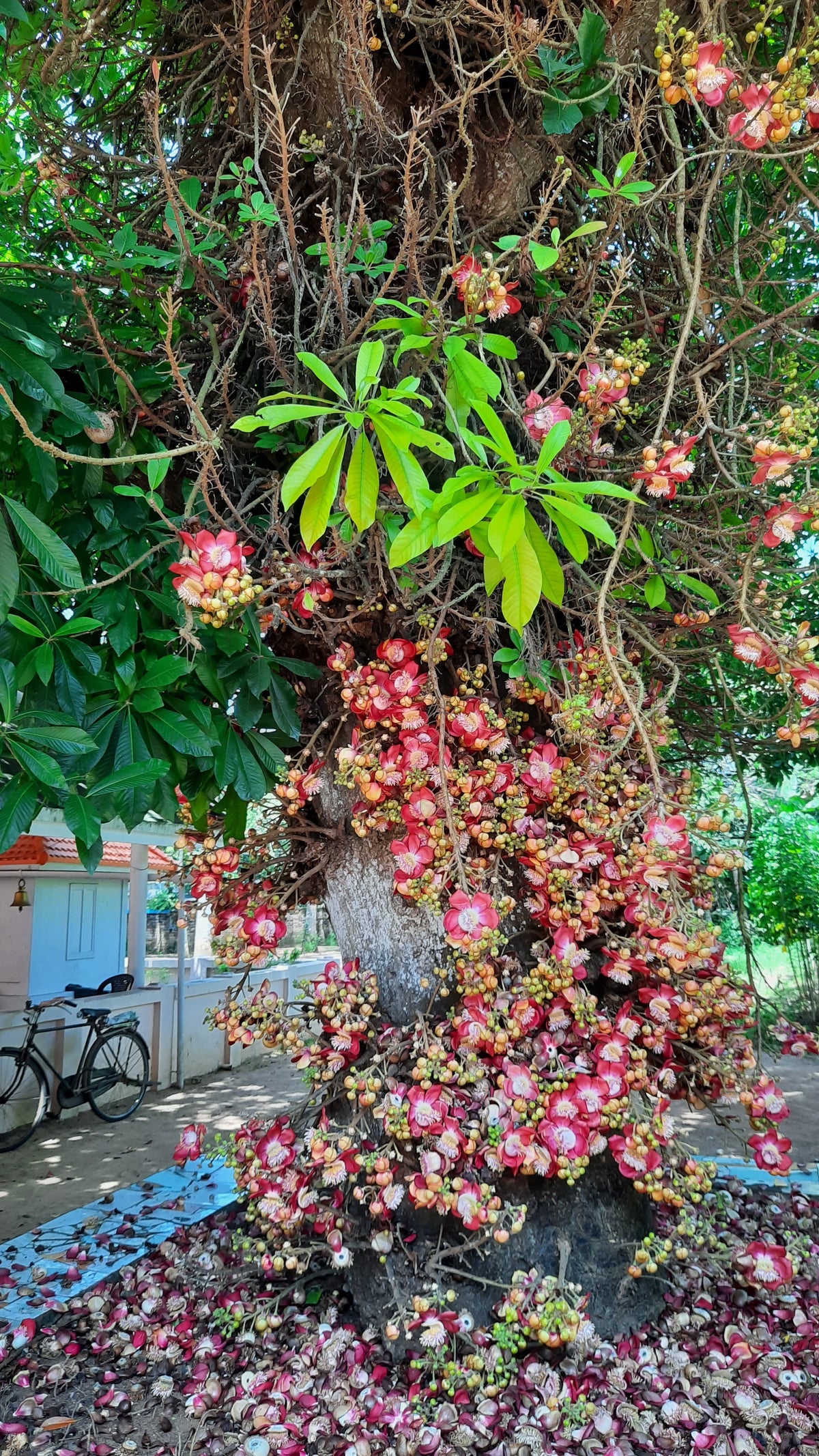 Want you, cuckoo cannonball tree | MLTSHP