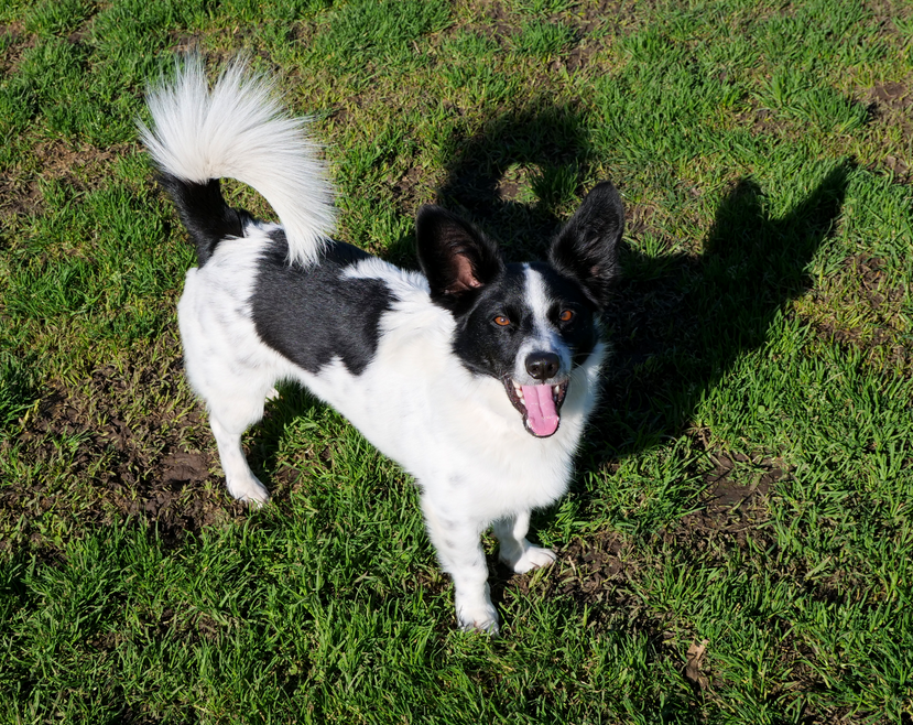 Odie at the park | MLTSHP