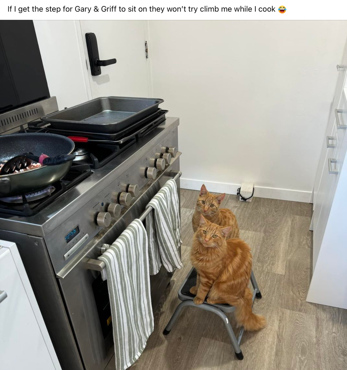 Gary and Griff on their step | MLTSHP