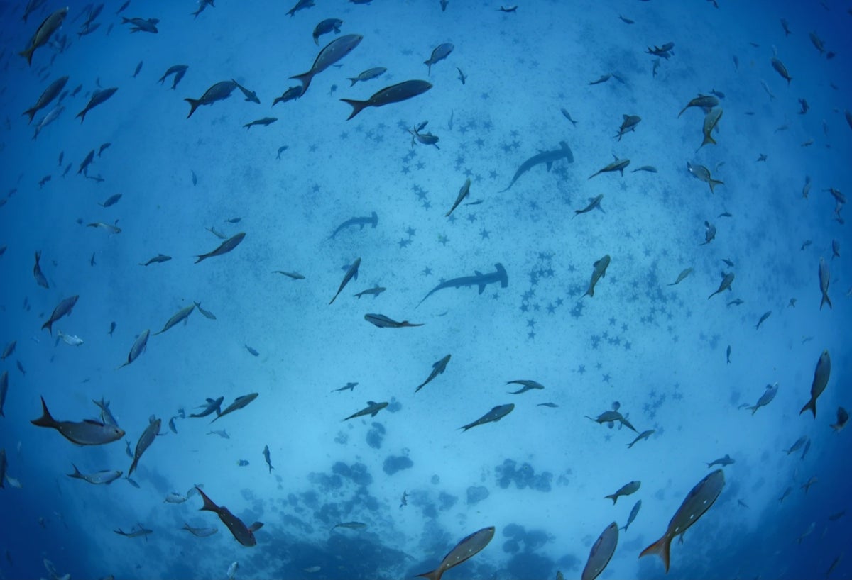 This Blue World | MLTSHP