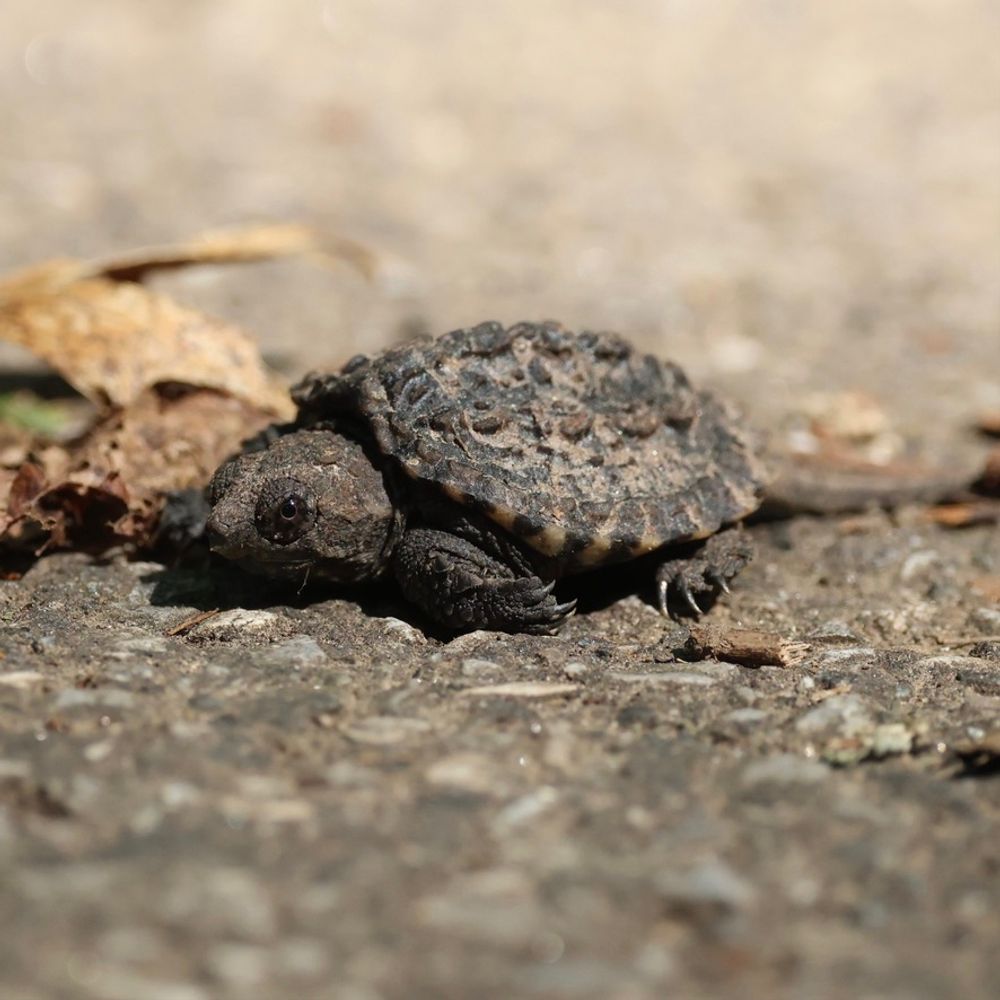 wee snapping turtle @gettoknownature | MLTSHP