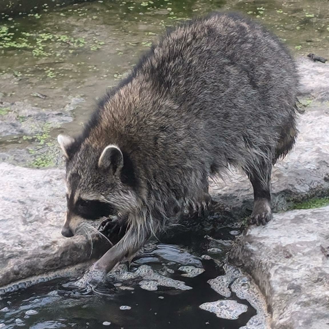 close raccoon | MLTSHP