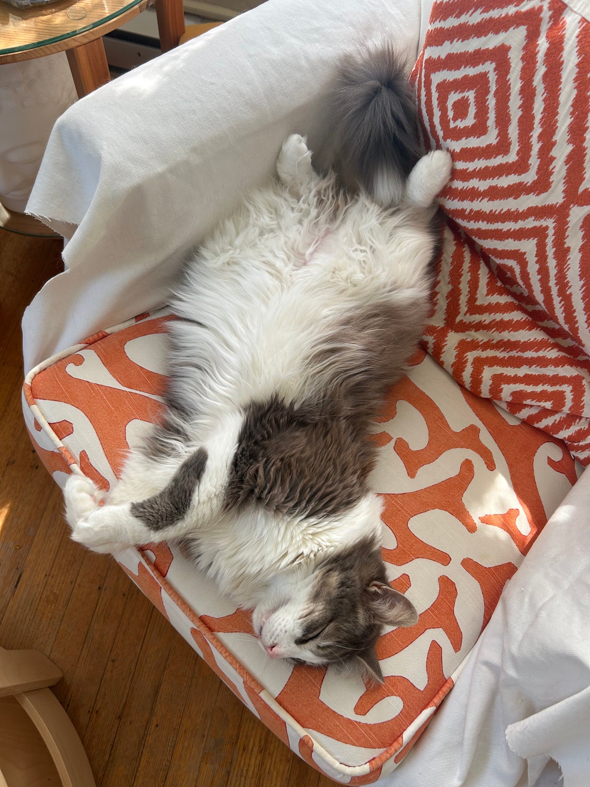 cat thermometer | MLTSHP