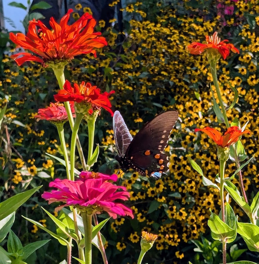 Black Swallowtail | MLTSHP