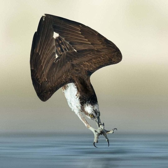 Osprey dive | MLTSHP