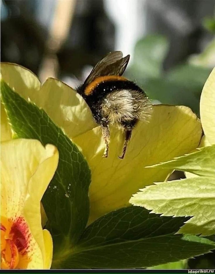 Bee Butt Monday! | MLTSHP