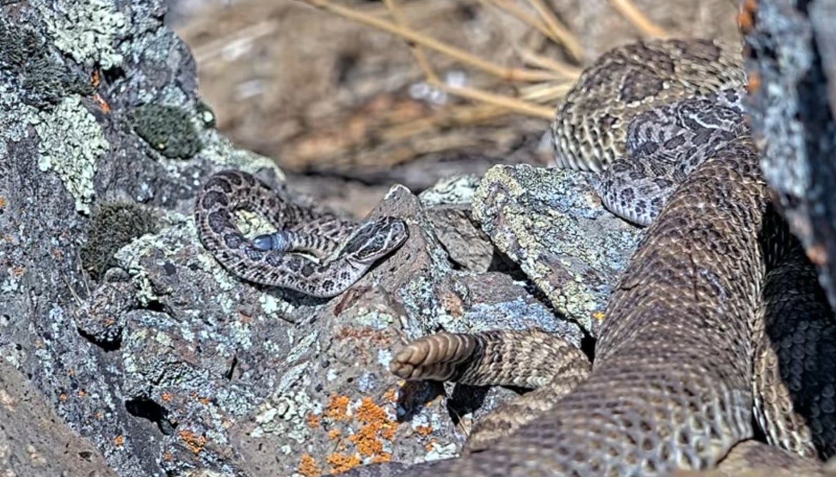 On The Rocks | MLTSHP